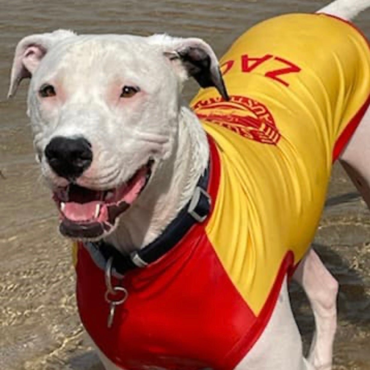 Dog Rashie Vest - UV50+ Sun Protection for Dogs | Surfdog Australia