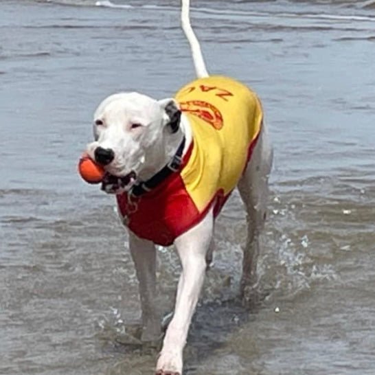 Dog Rashie Vest - UV50+ Sun Protection for Dogs | Surfdog Australia