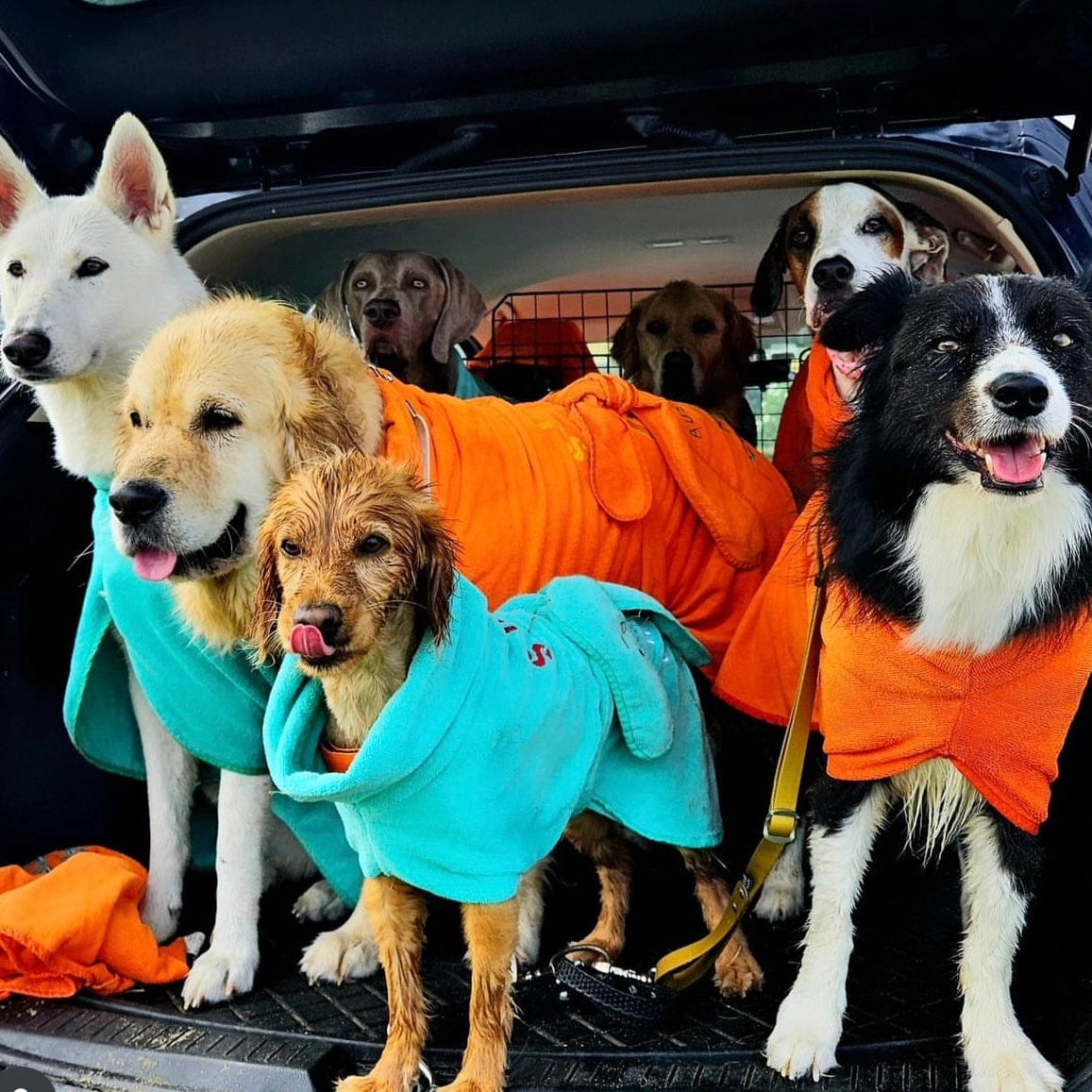 Dog Lifejackets & Custom Wetsuits – Surfdog Australia