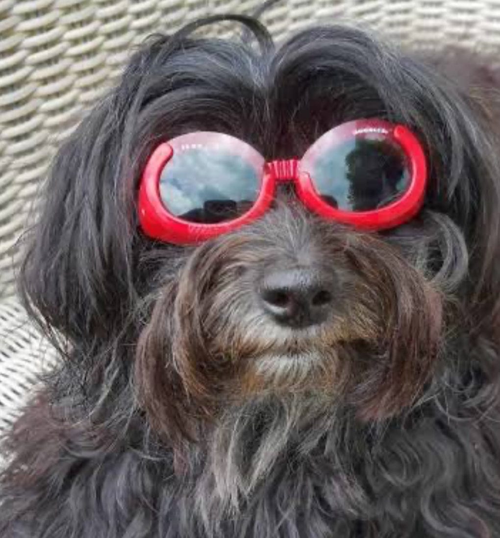 Doggles - Dog Sunglasses – Surfdog Australia