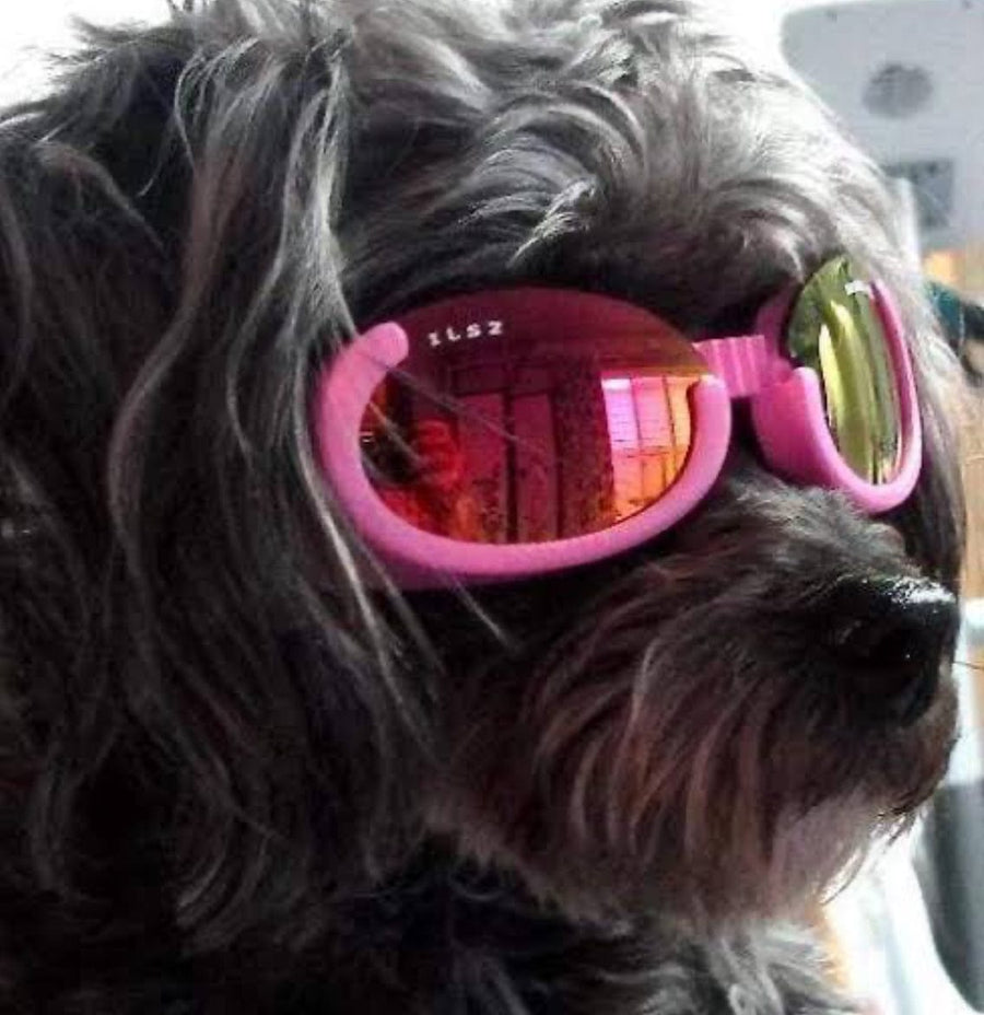 Doggles - Dog Sunglasses – Surfdog Australia