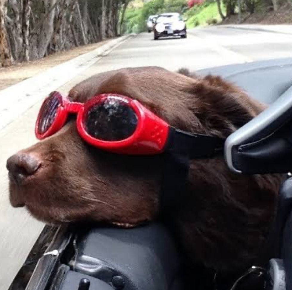 Doggles - Dog Sunglasses – Surfdog Australia