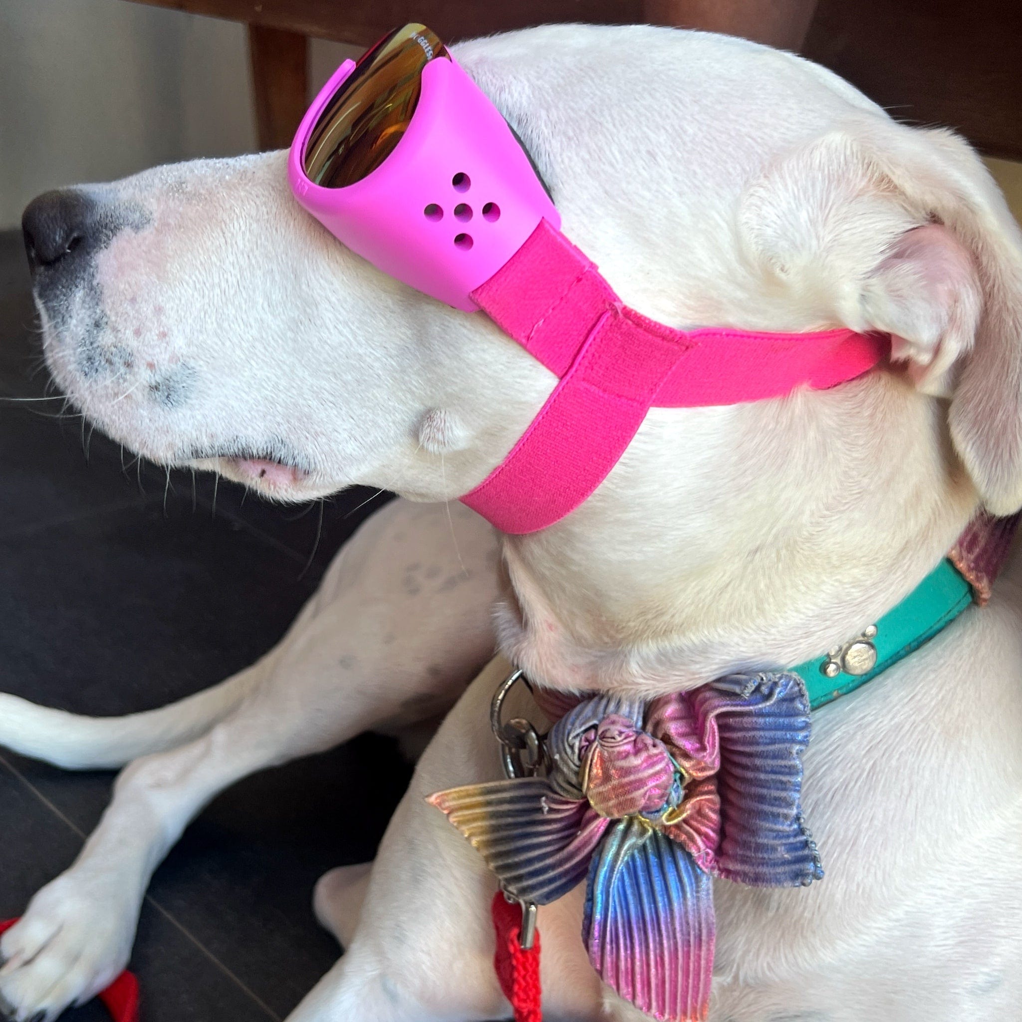 Doggles - Dog Sunglasses – Surfdog Australia