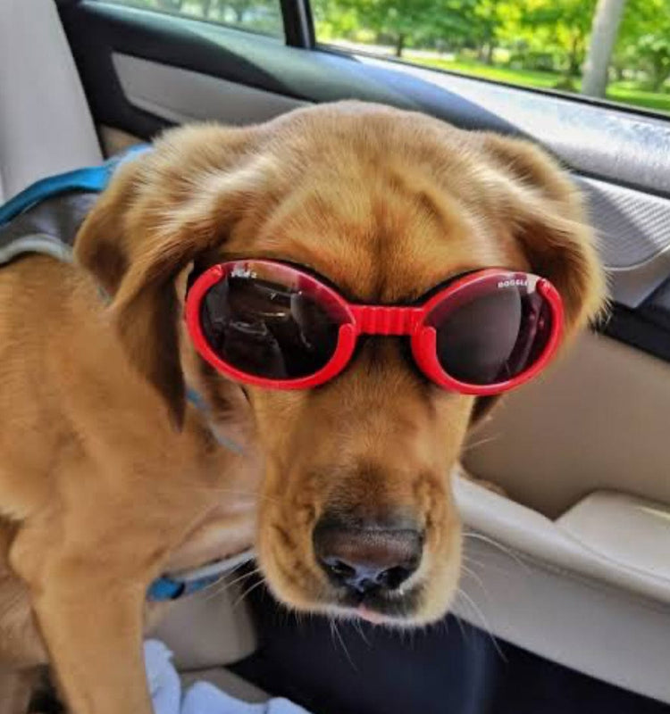 Doggles - Dog Sunglasses – Surfdog Australia