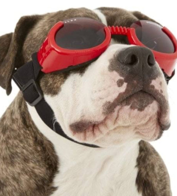 Doggles - Dog Sunglasses – Surfdog Australia