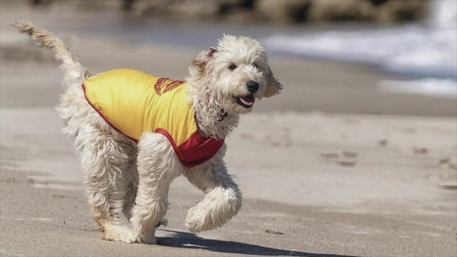 Dog Rashie Vest - UV50+ Sun Protection for Dogs | Surfdog Australia