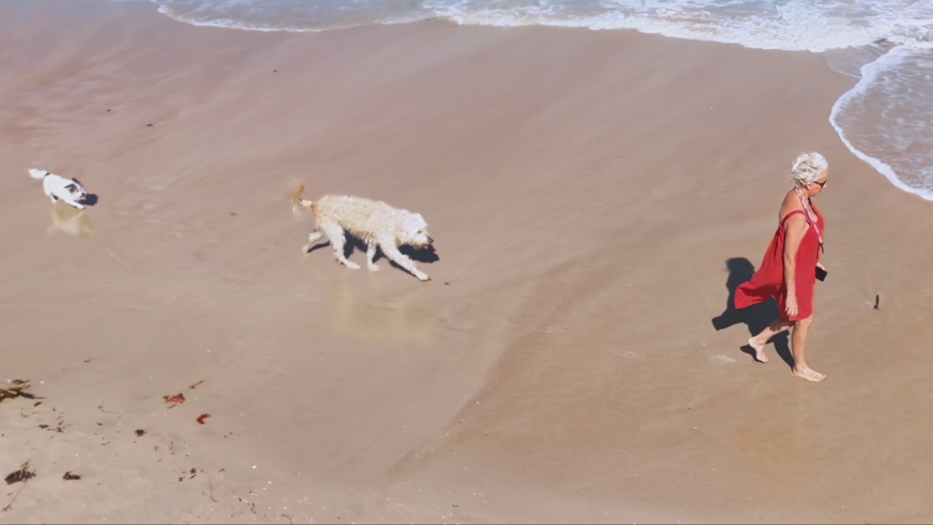 Sunscreen for Dogs – Surfdog Australia