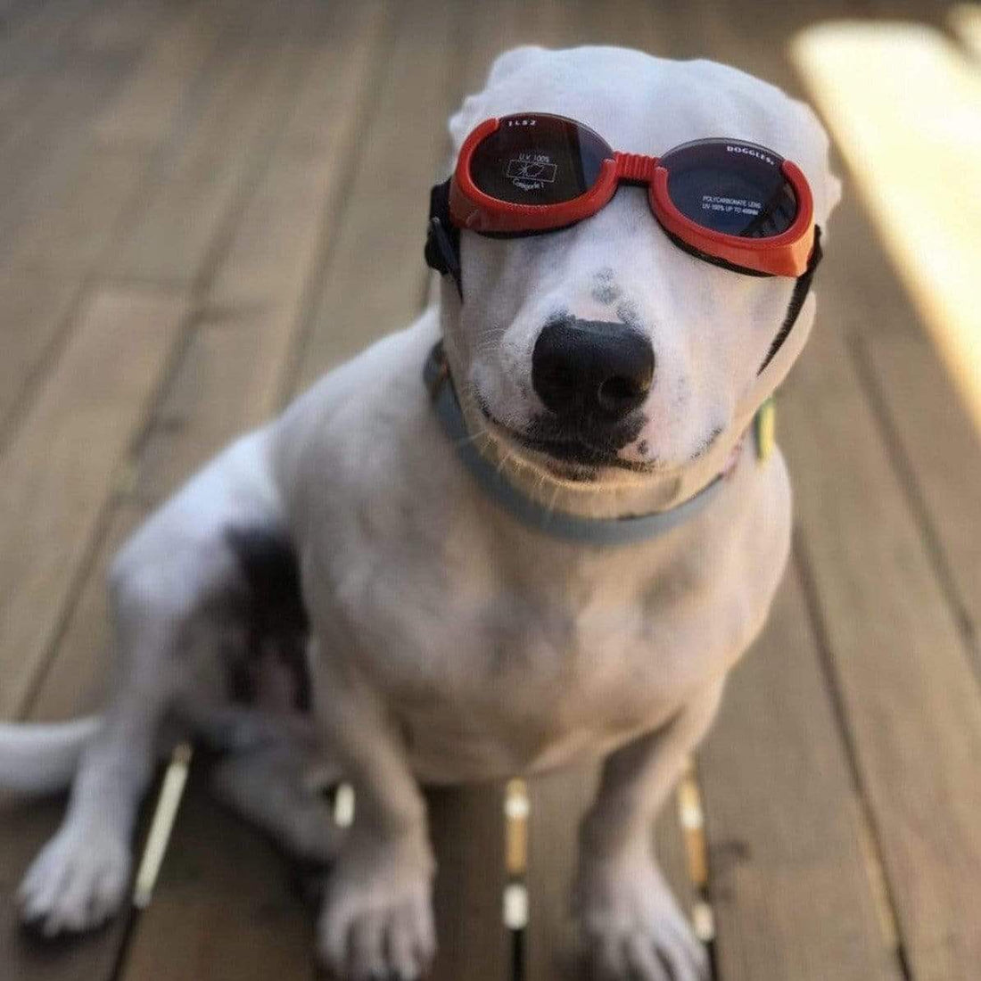 Doggles - Dog Sunglasses – Surfdog Australia