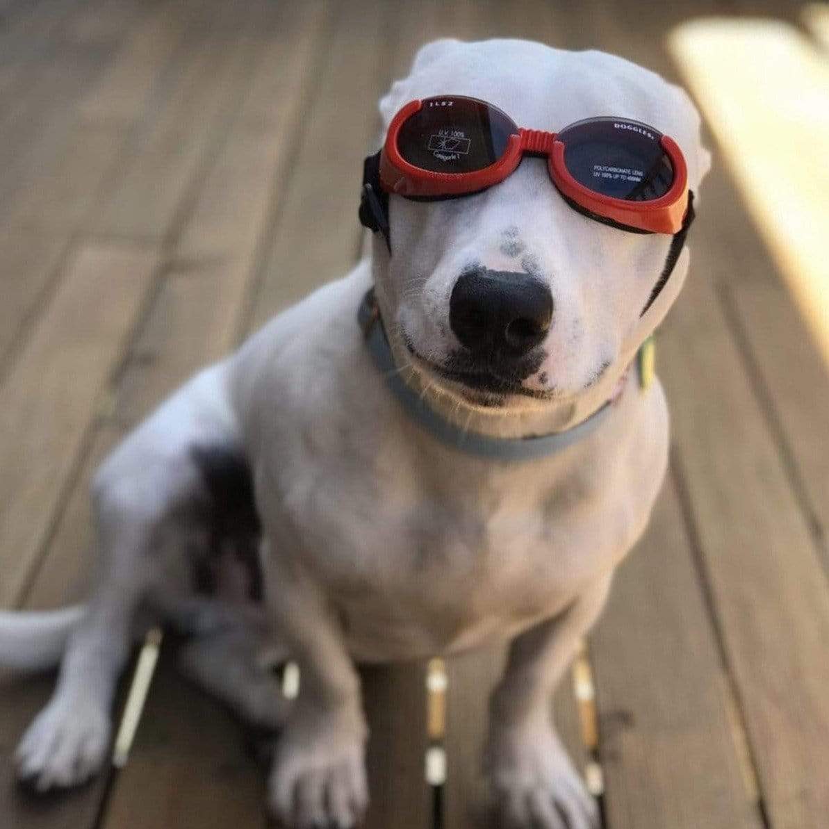 Doggles - Dog Sunglasses – Surfdog Australia