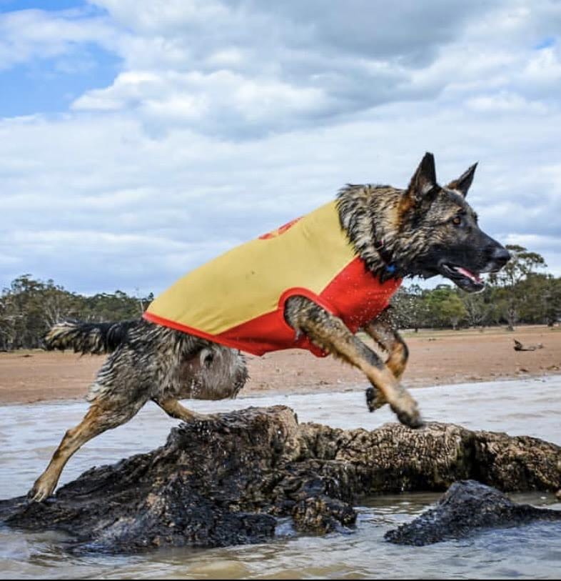 Dog Rashies by Surfdog Australia - UV protection shirts for dogs