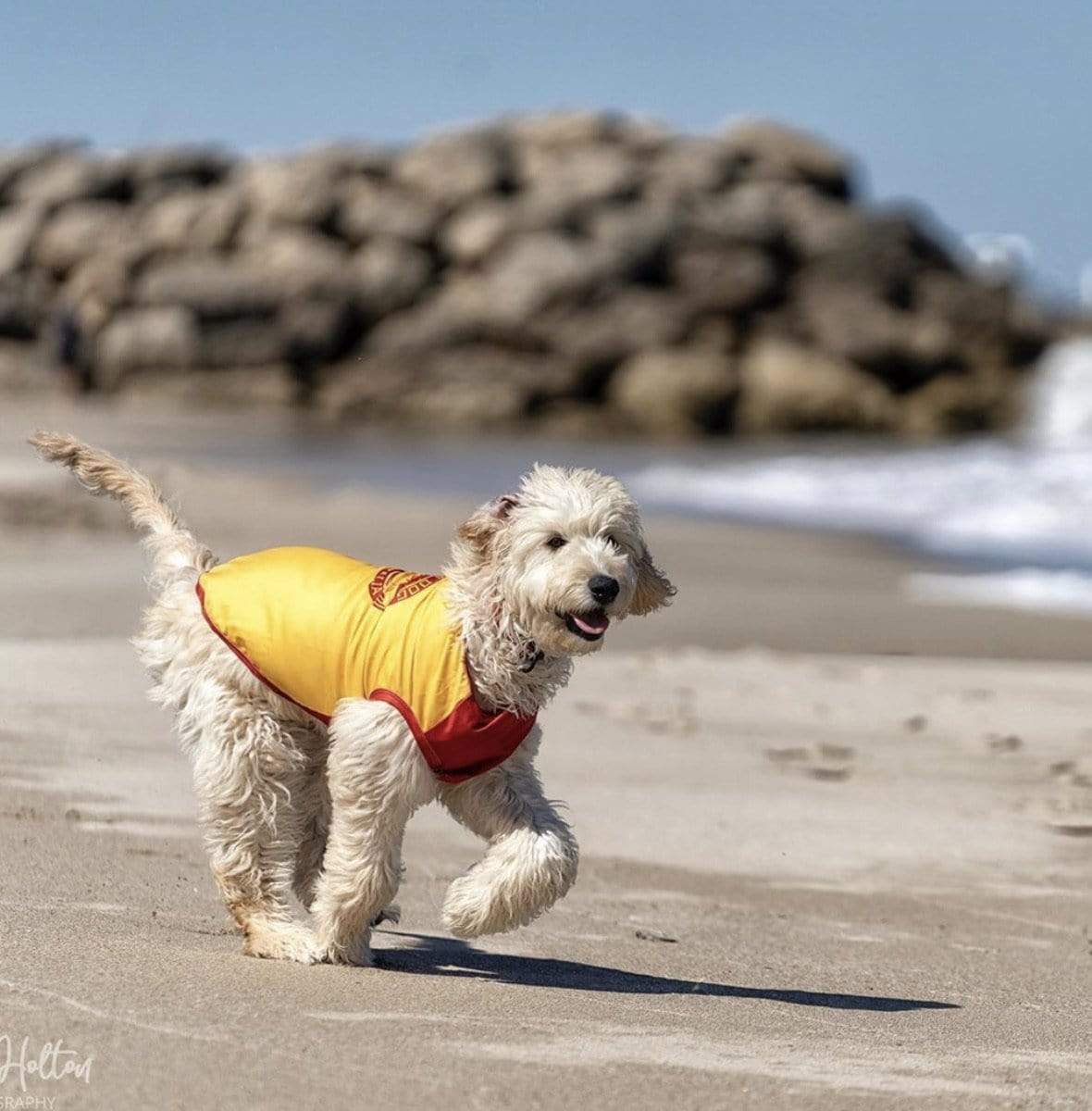 Dog Rashies by Surfdog Australia - UV protection shirts for dogs