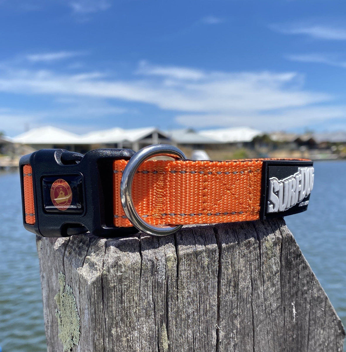 Summer Beach Collars and Leashes